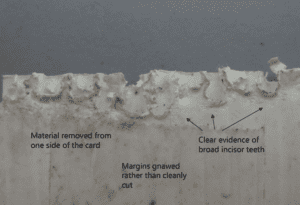 Identifying Rodent Bite Marks: Rat Bite Marks, Mouse Bite Mark ...