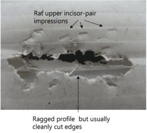 Identifying Rodent Bite Marks | Critter Stop