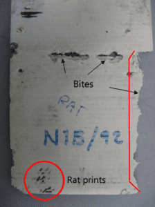 Identifying Rodent Bite Marks | Critter Stop