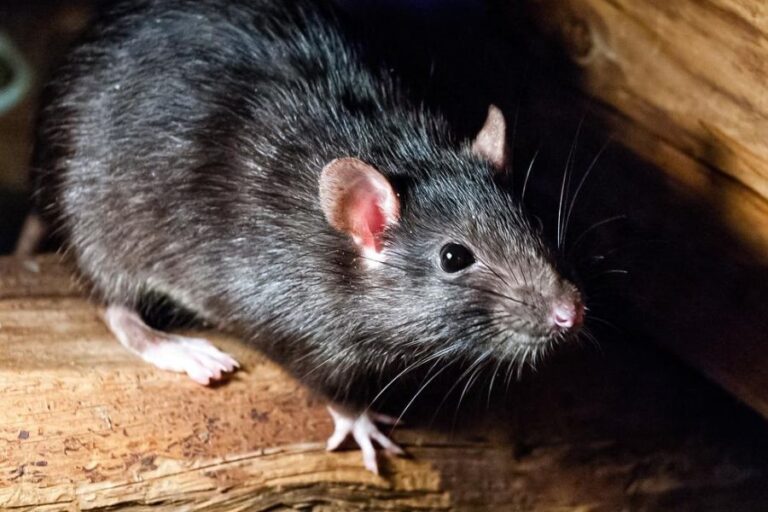 Types of Rats in Texas | Critter Stop