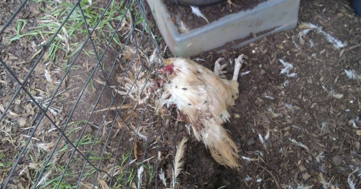 Do Raccoons Eat Chickens? Everything You Need to Know | Critter Stop