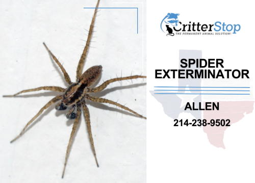 Spider Exterminator Allen Critter Stop