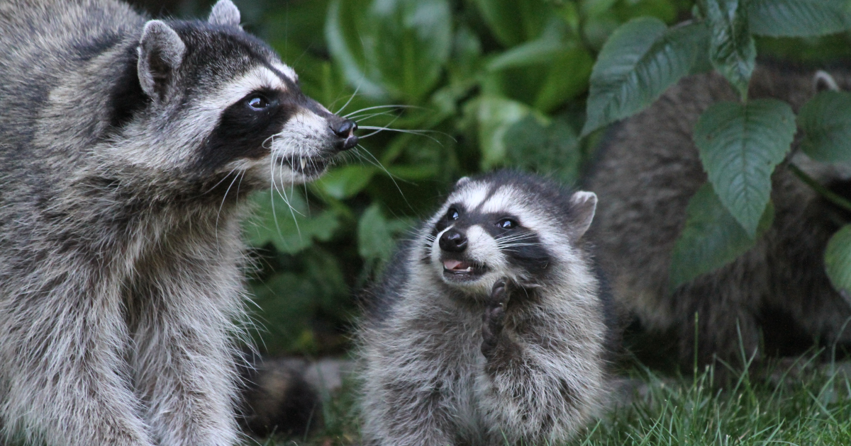 Skunk Poop vs Raccoon Poop: Identifying Differences and Implications ...