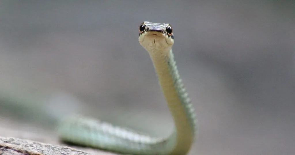 Snake Sound: Understanding Hissing and Vibrations of Snakes