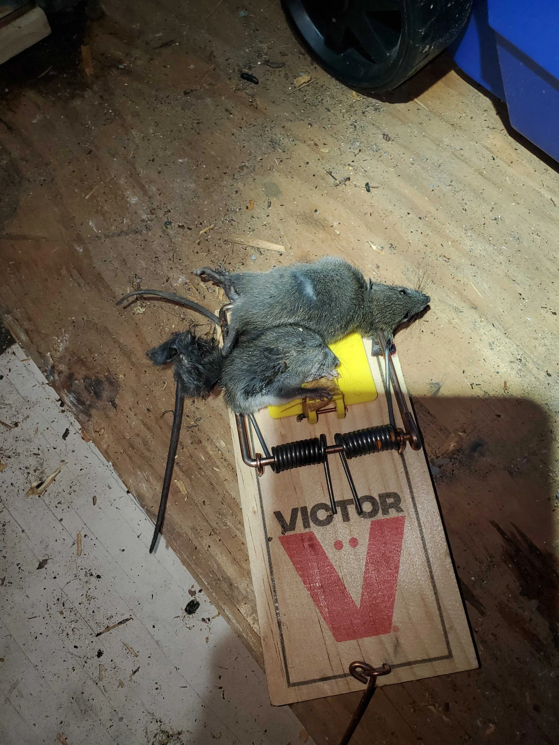 College Station Dead Animal Removal Services | Critter Stop